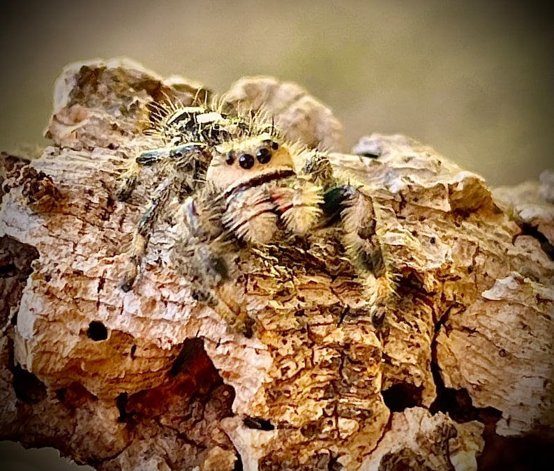 Jumping Spider Playground: Natural Cork Bark, Tiny Pet Habitat - Etsy