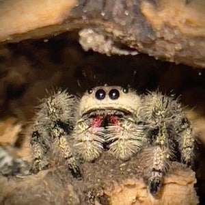 Jumping Spider Playground: Natural Cork Bark, Tiny Pet Habitat - Etsy