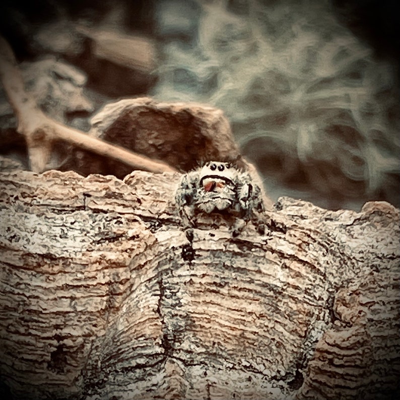 Jumping Spider Playground: Natural Cork Bark, Tiny Pet Habitat - Etsy