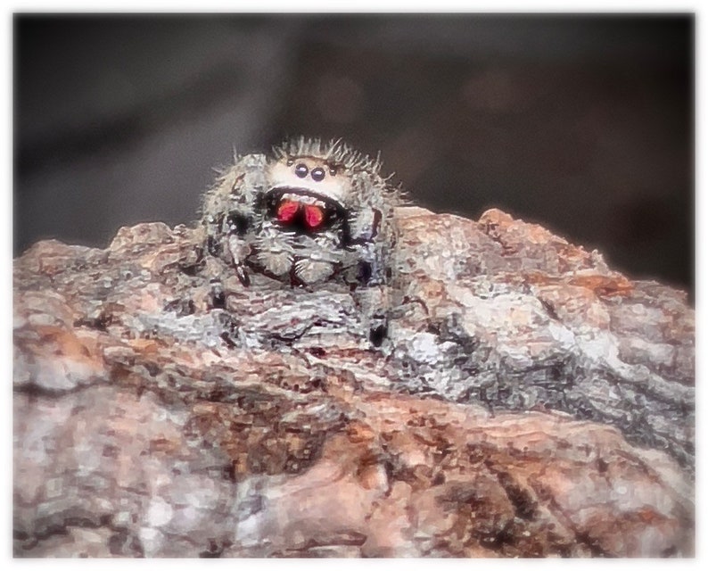 Jumping Spider Playground: Natural Cork Bark, Tiny Pet Habitat - Etsy