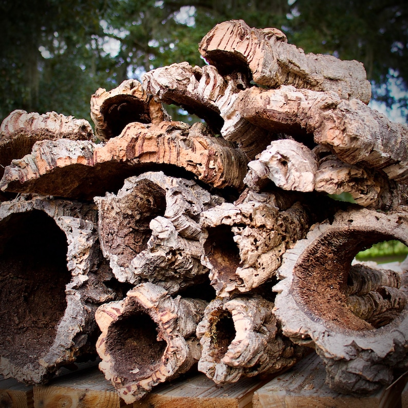 Bulk Virgin Cork Bark: Reptile Terrarium & Vivarium Decor - 10lbs - Etsy