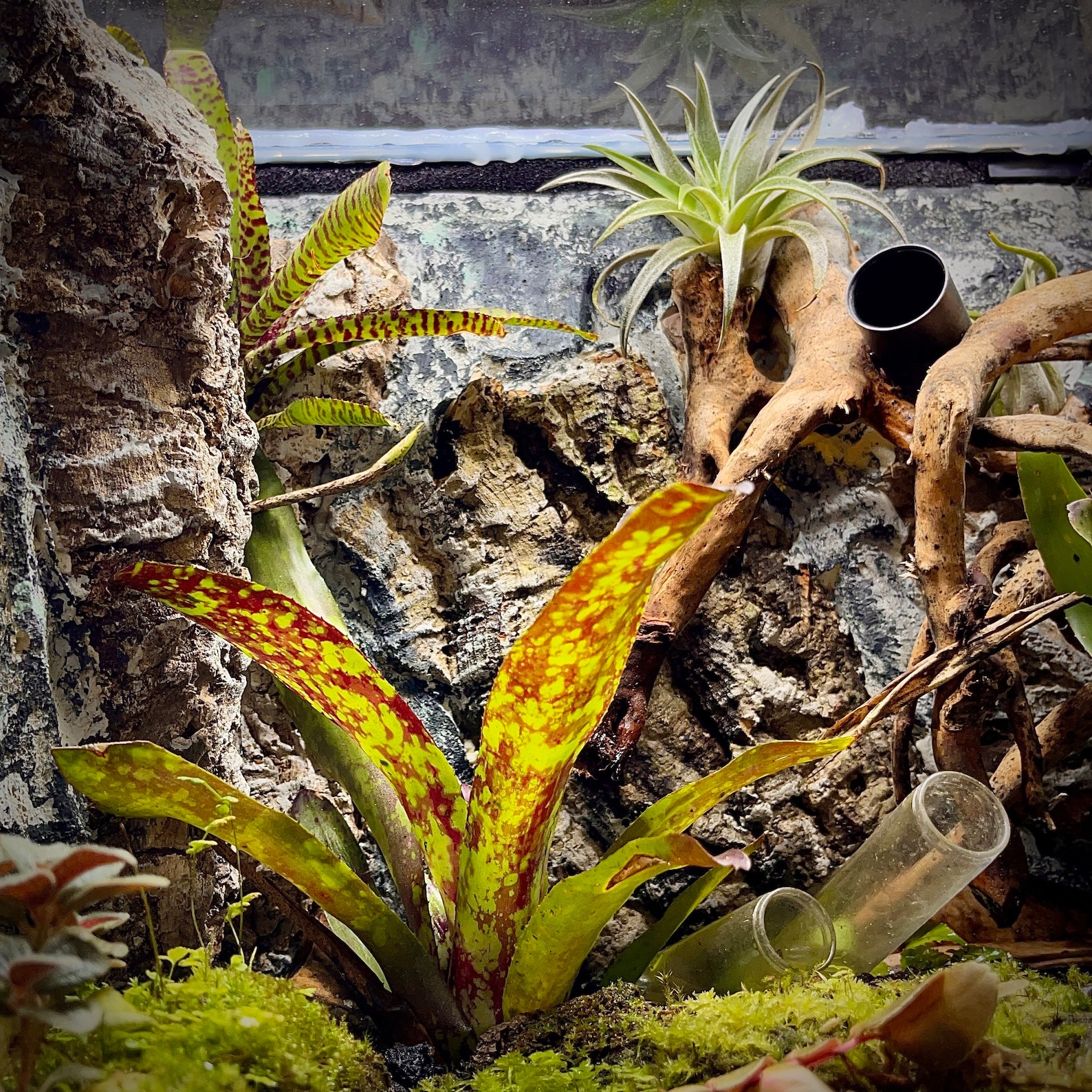 Bulk Cork Bark Flats Terrarium Vivarium Orchid Air Plant Mount Reptile ...