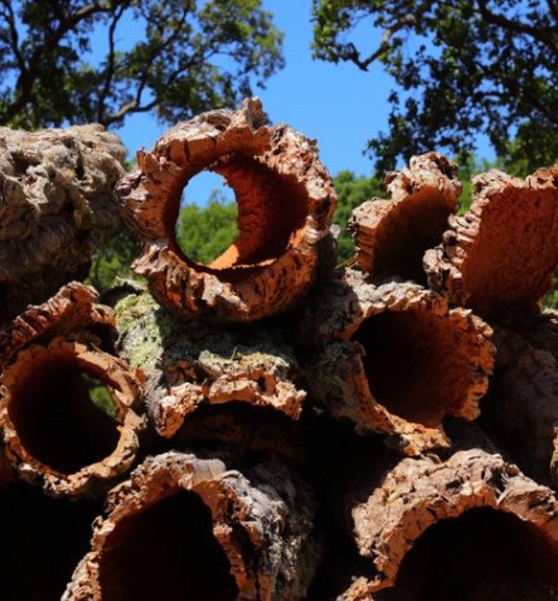 Bulk Virgin Cork Bark: Reptile Terrarium & Vivarium Decor - 10lbs - Etsy