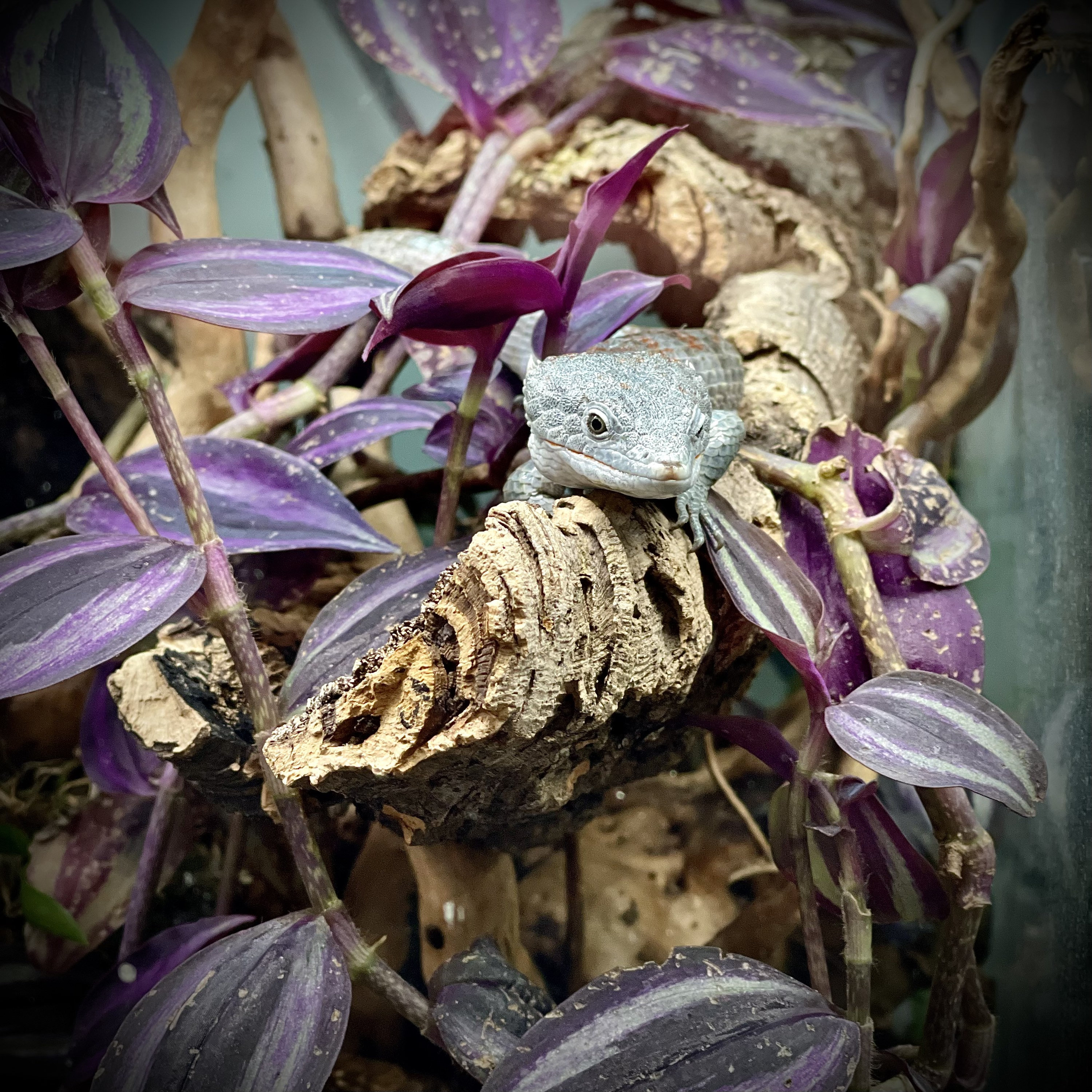 Cork Bark Rounds 2 Lbs Animal Hides in a Terrarium / - Etsy