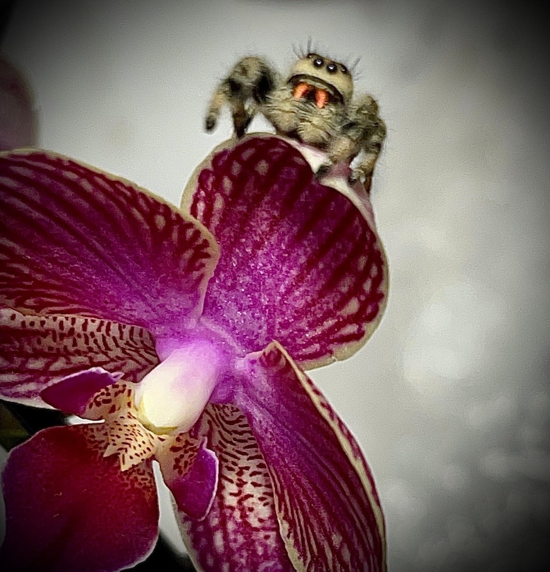 Jumping Spider Playground: Natural Cork Bark, Tiny Pet Habitat - Etsy