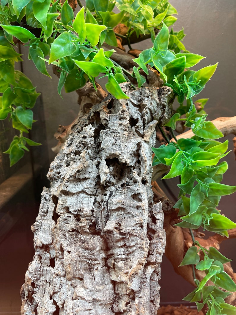 Bulk Virgin Cork Bark: Reptile Terrarium & Vivarium Decor - 10lbs - Etsy