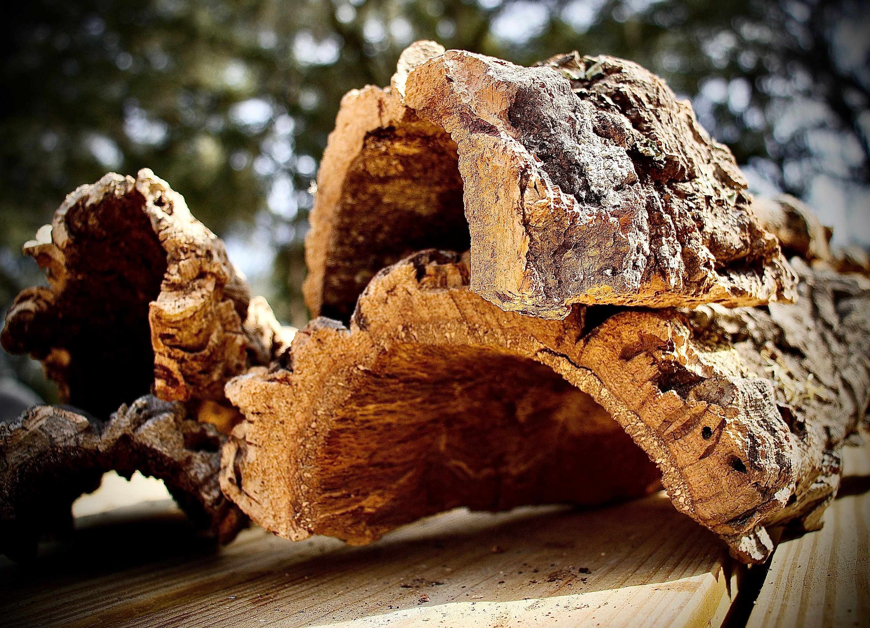 Half Round Cork Bark Animal Hides - Etsy