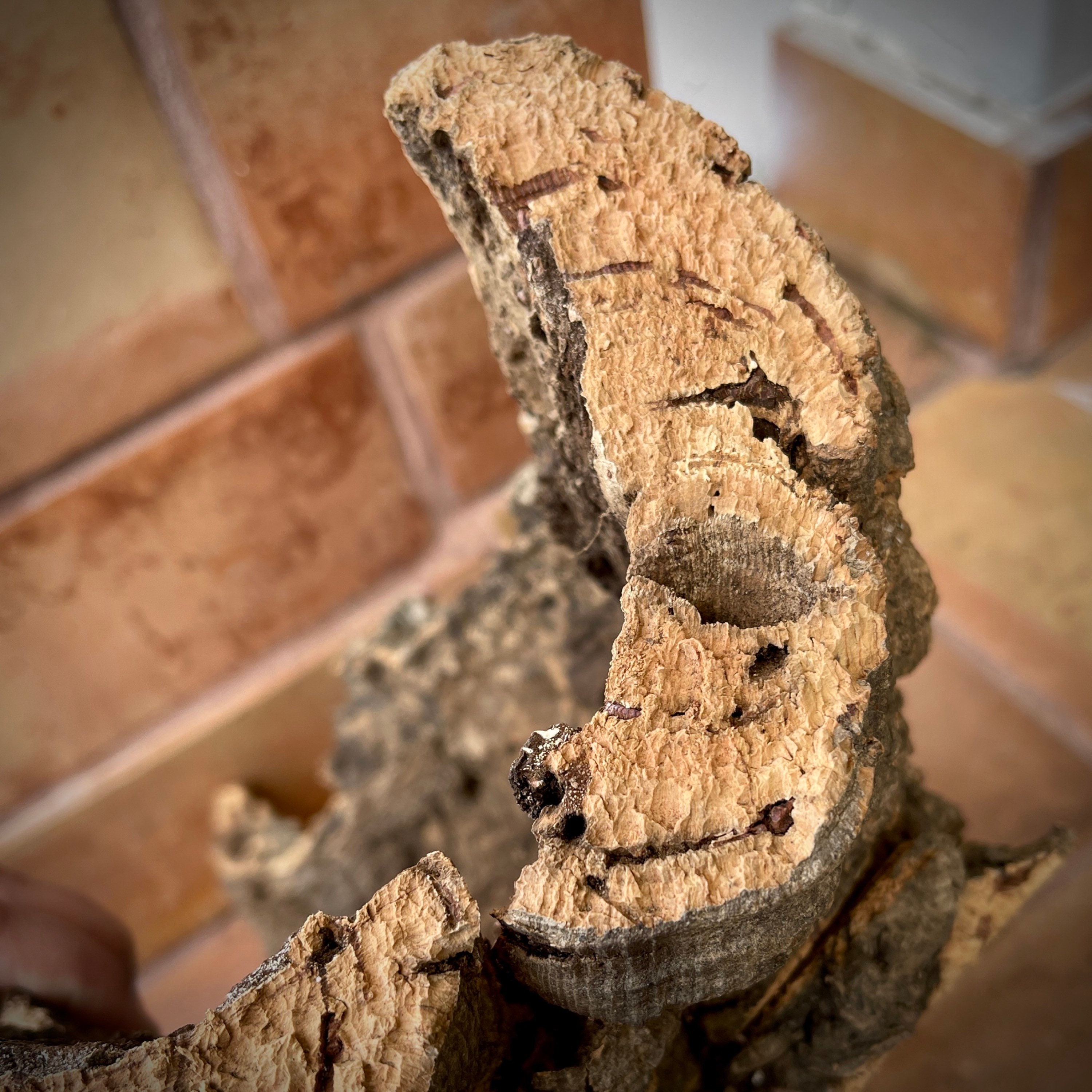 Half Round Cork Bark Animal Hides - Etsy