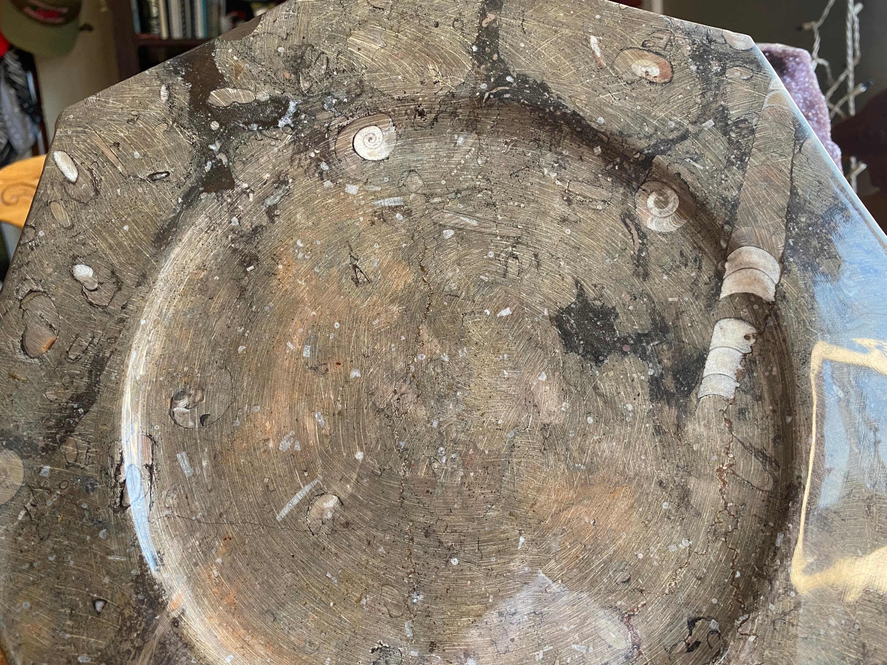 Rare Ammonite & Orthoceras Fossil Octagon Plate 11.5 Inch - Etsy