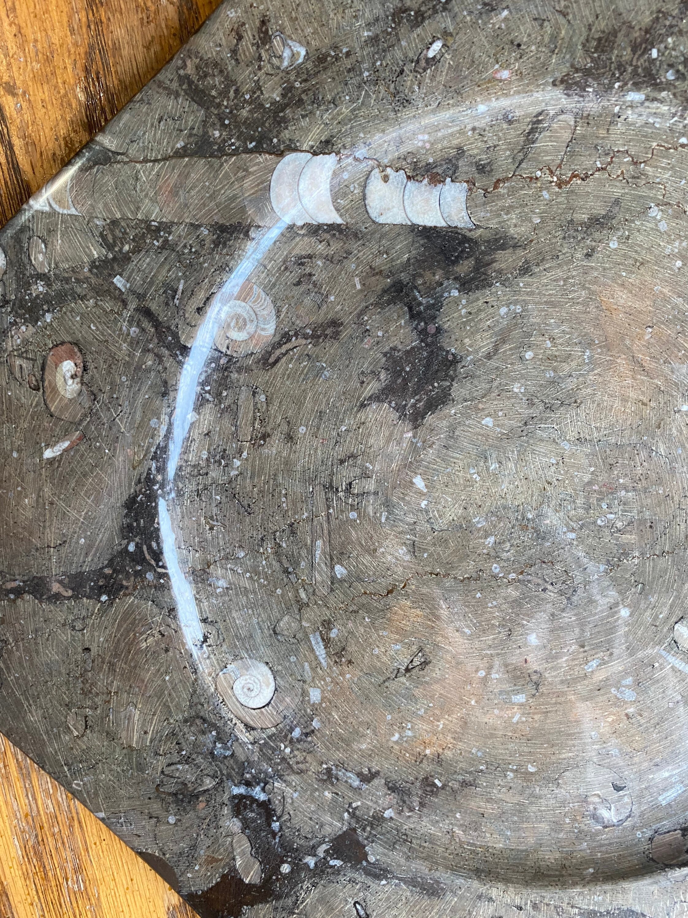 Rare Ammonite & Orthoceras Fossil Octagon Plate 11.5 Inch - Etsy