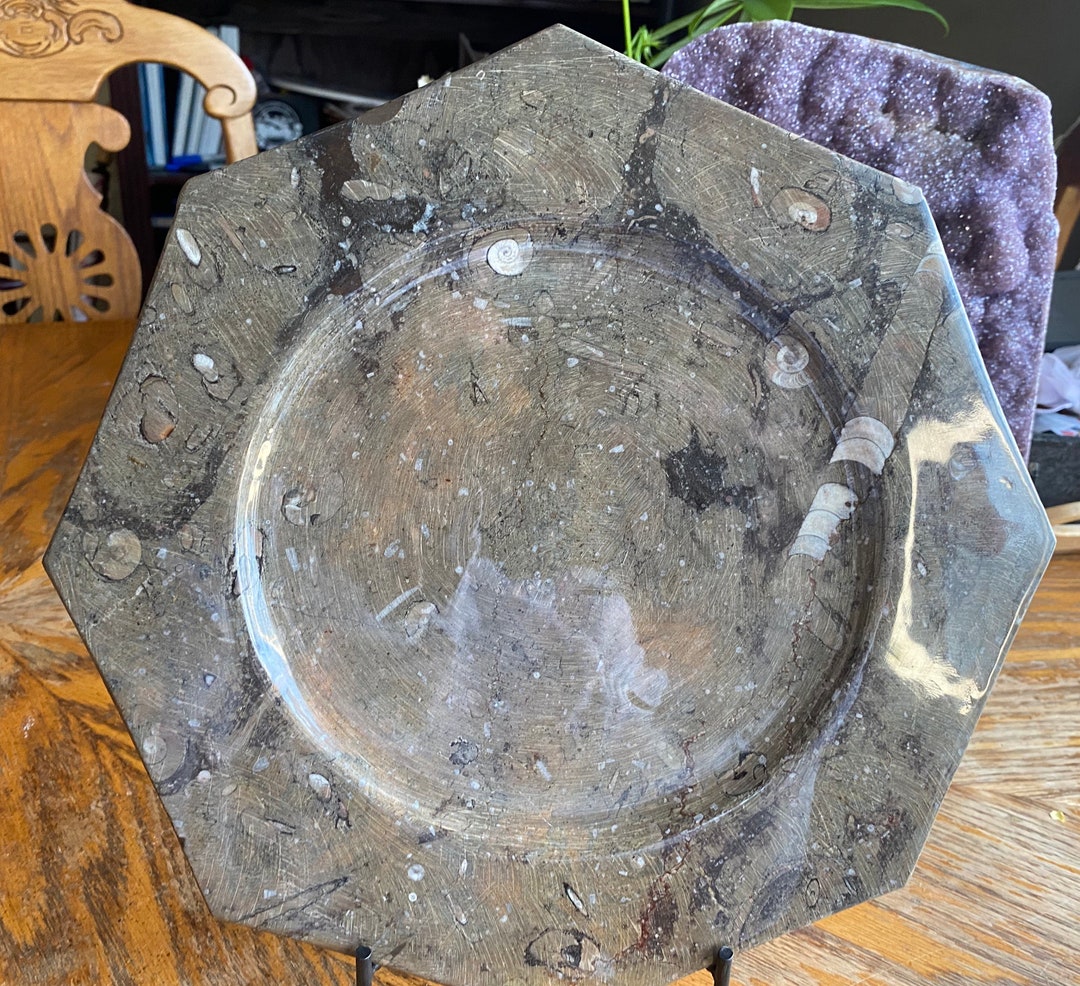 Rare Ammonite & Orthoceras Fossil Octagon Plate 11.5 Inch - Etsy