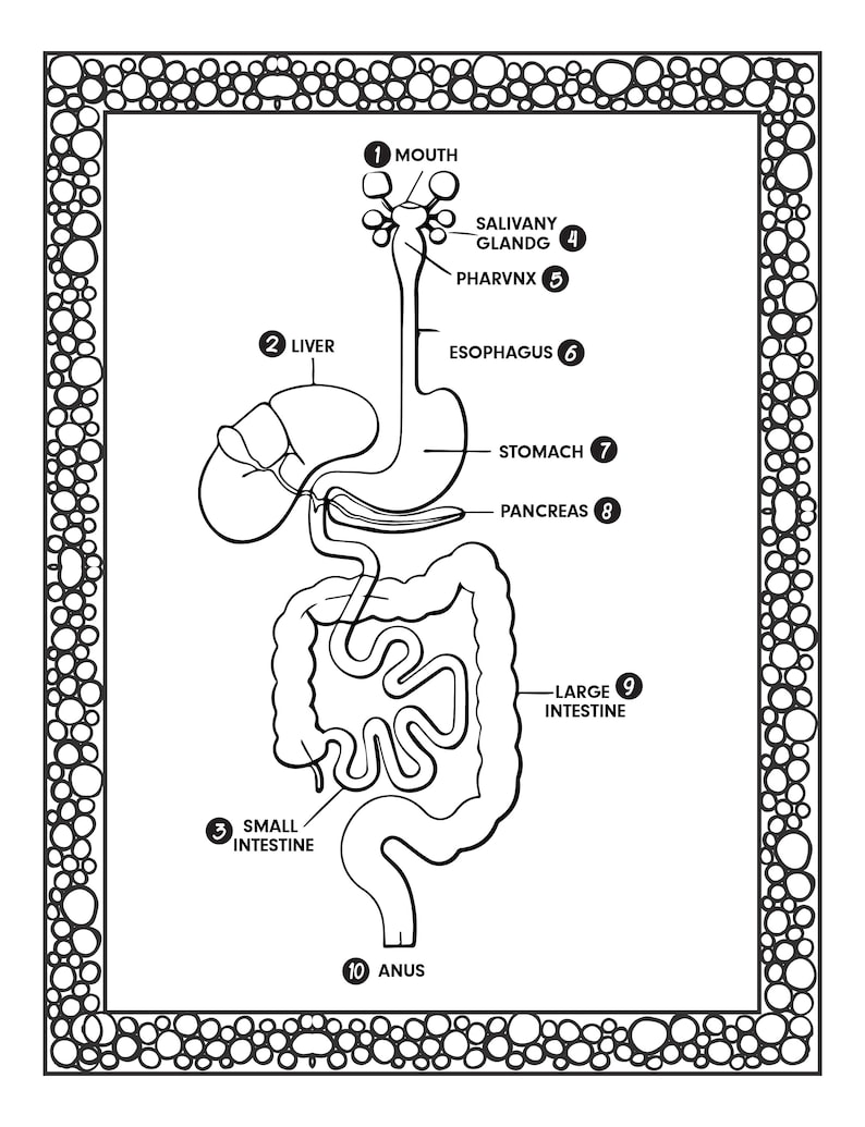 Human Body Organs Coloring Pages for Kids: Human Body Organs Coloring ...