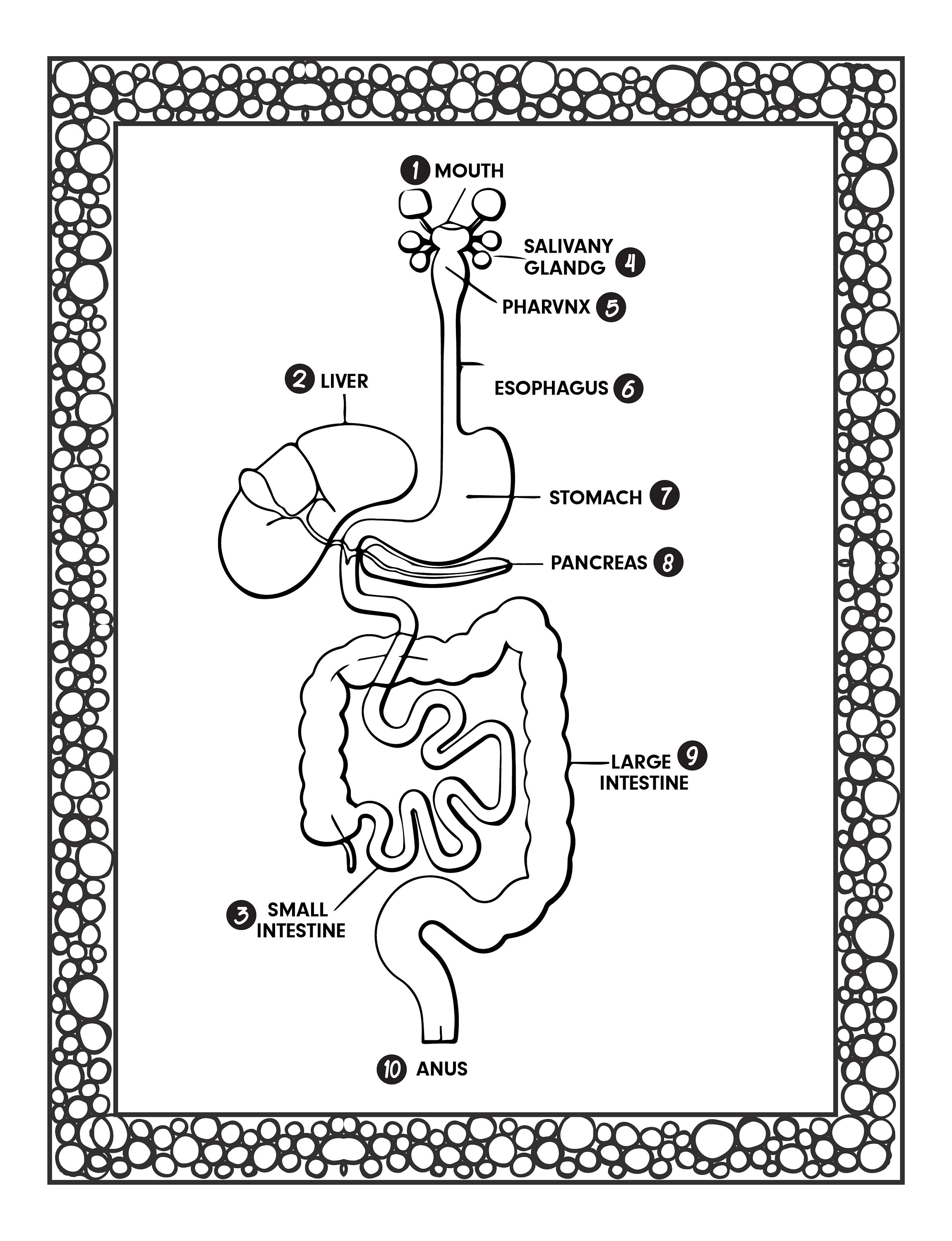 Simple Digestive System Coloring Pages