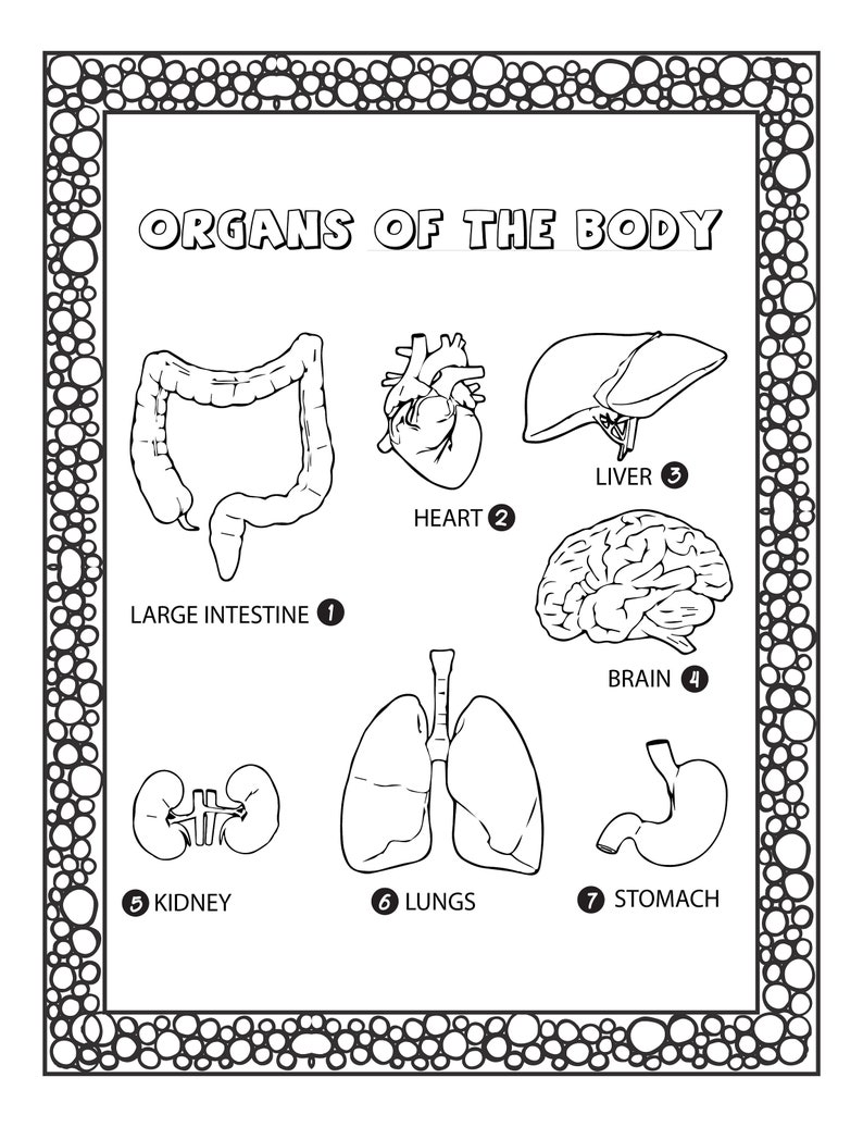 Human Body Organs Coloring Pages for Kids: Human Body Organs Coloring ...