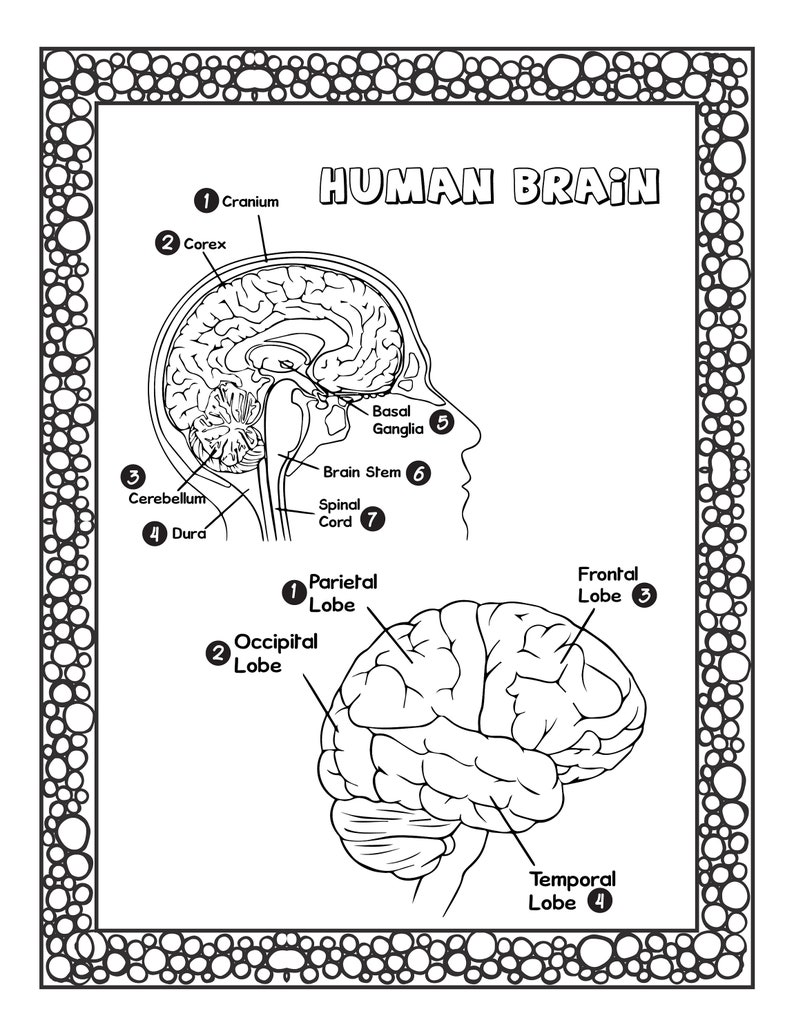 Human Body Organs Coloring Pages for Kids: Human Body Organs Coloring ...