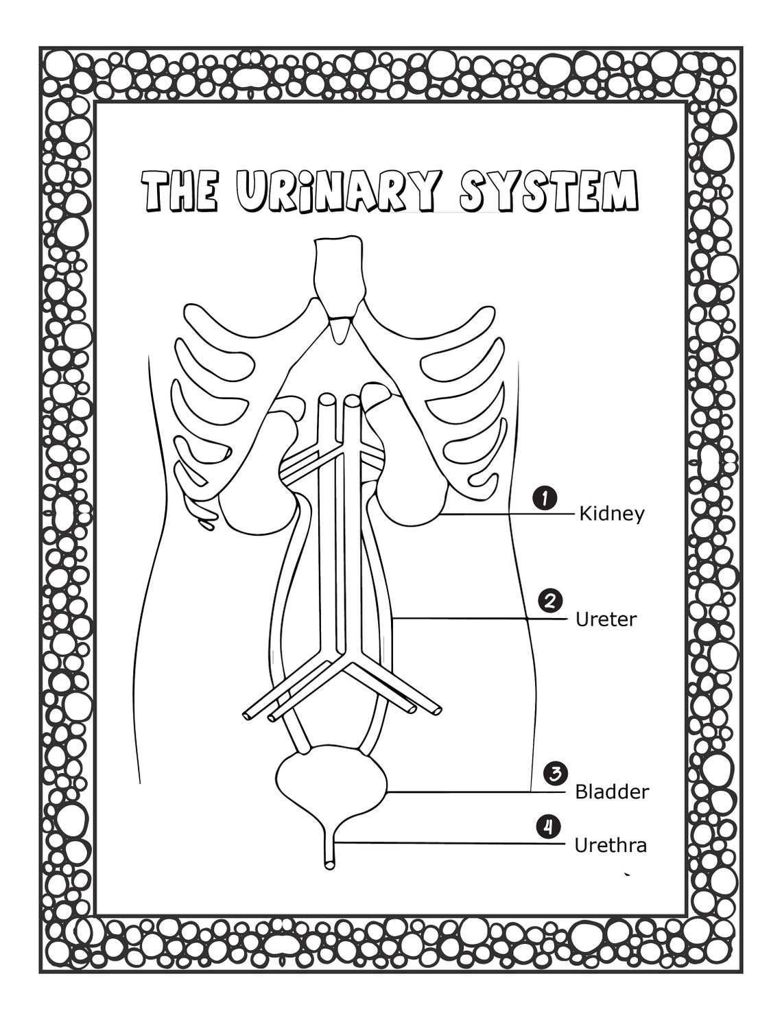 Human Body Organs Coloring Pages for Kids: Human Body Organs Coloring ...