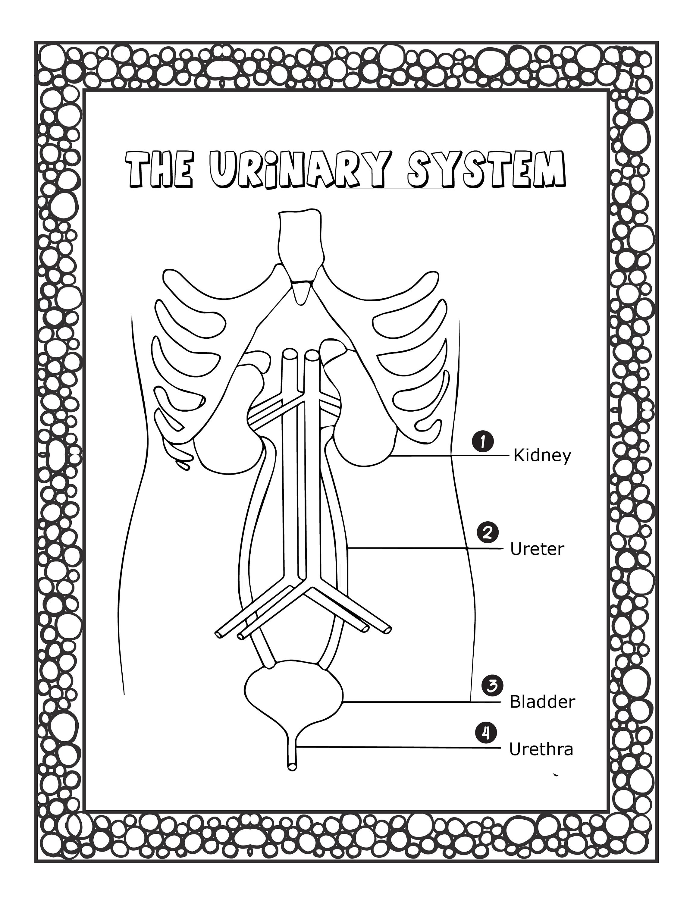 Human Body Organs Coloring Pages for Kids: Human Body Organs Coloring ...