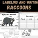 Raccoon Discovery Pack: Engaging Educational Resource for Exploring ...