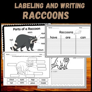 Raccoon Discovery Pack: Engaging Educational Resource for Exploring ...