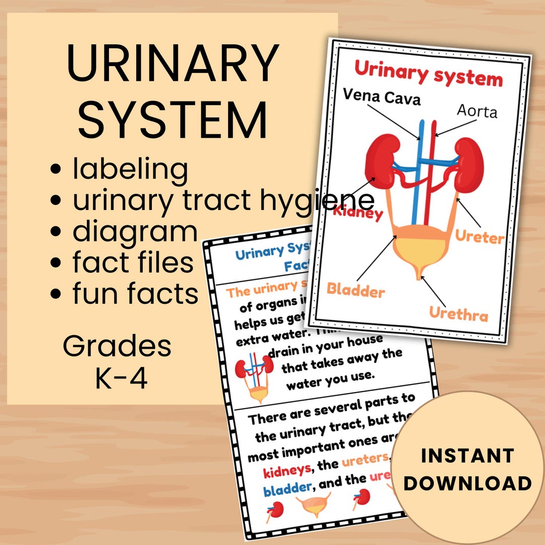 Human Urinary System Anatomy Activity: Cut, Paste & Label (grades K-4 ...