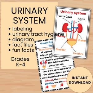 Human Urinary System Anatomy Activity: Cut, Paste & Label (grades K-4 ...