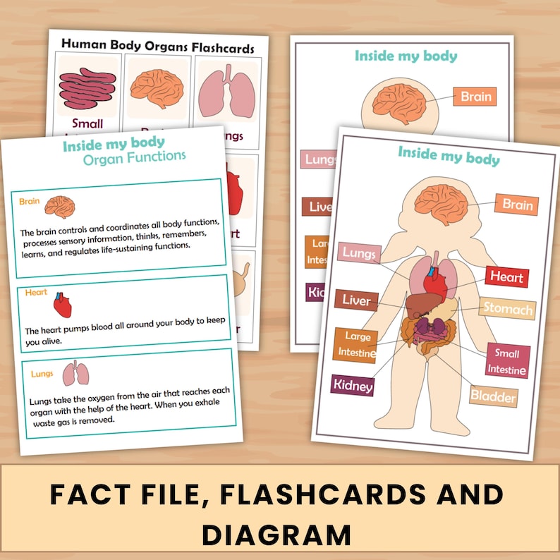 Body Organs Human Anatomy Printable | Inside My Body Busy Book | Label ...