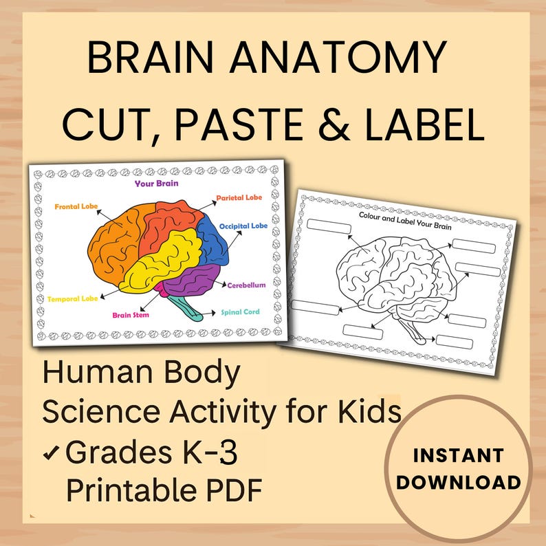 Brain Anatomy Cut and Paste Activity | Human Brain Labeling Worksheets ...
