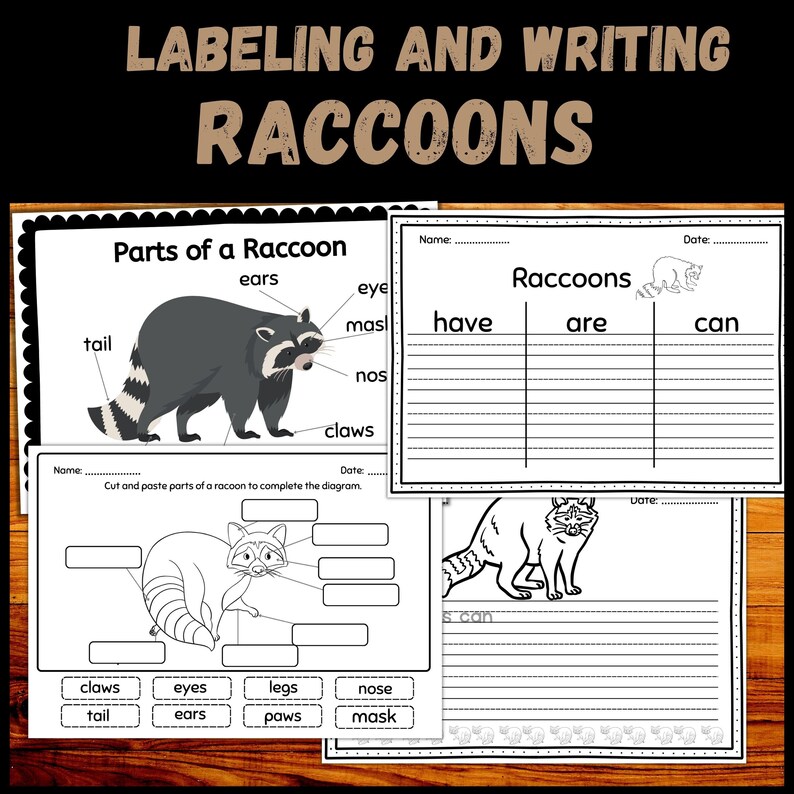 Raccoon Discovery Pack: Engaging Educational Resource for Exploring ...