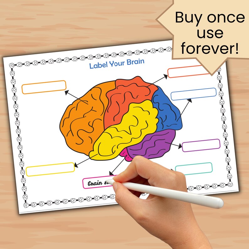 Brain Anatomy Cut and Paste Activity | Human Brain Labeling Worksheets ...