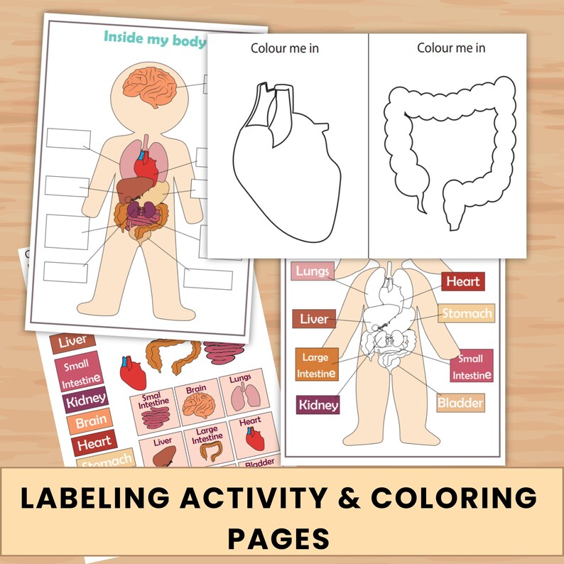 Body Organs Human Anatomy Printable | Inside My Body Busy Book | Label ...