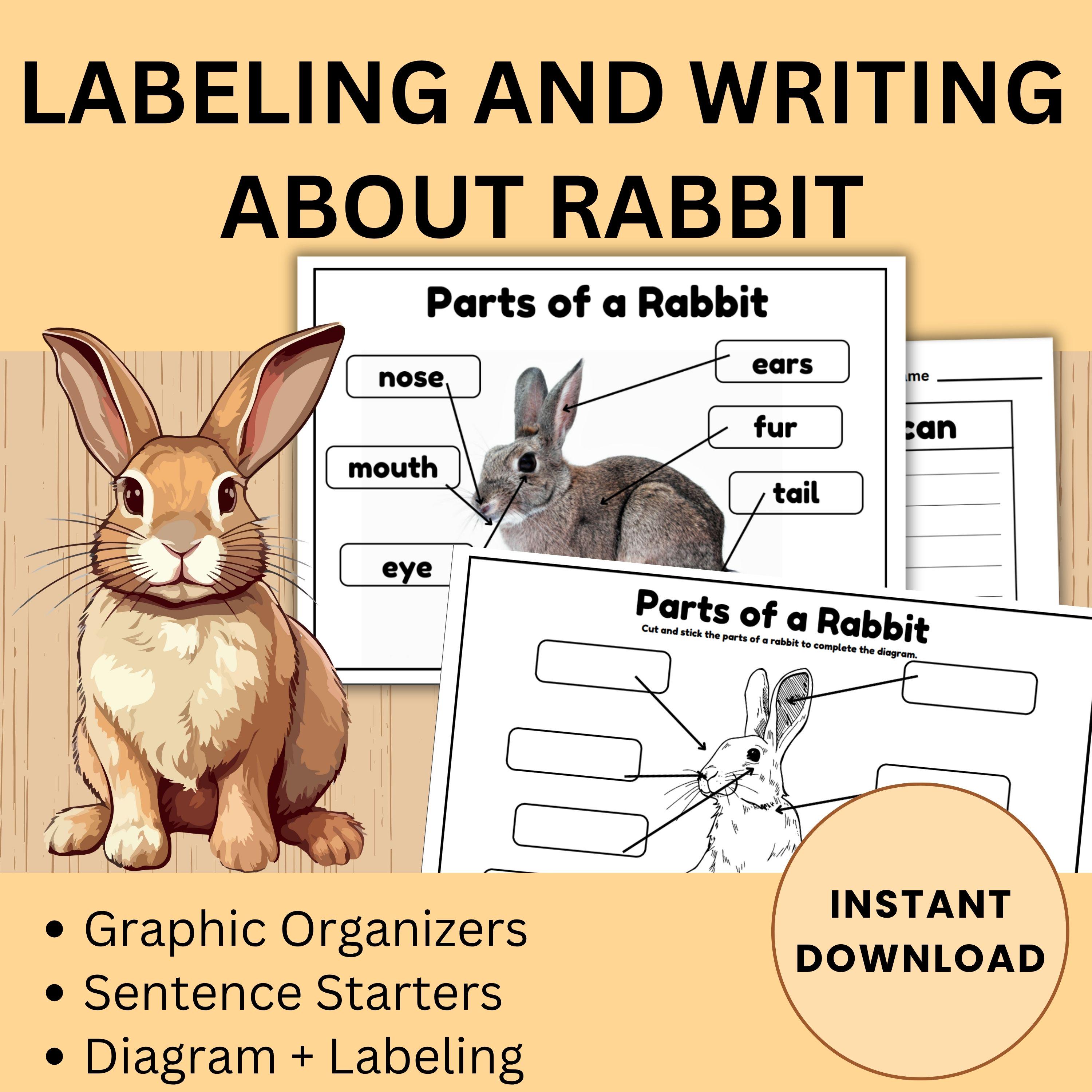 Rabbit Labeling and Writing Activities | Woodland Animal Worksheets ...