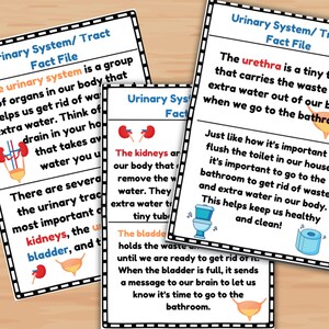 Human Urinary System Anatomy Activity: Cut, Paste & Label (grades K-4 ...