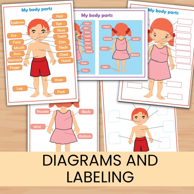 My Body Parts Busy Book: Printable Human Anatomy Learning Folder ...