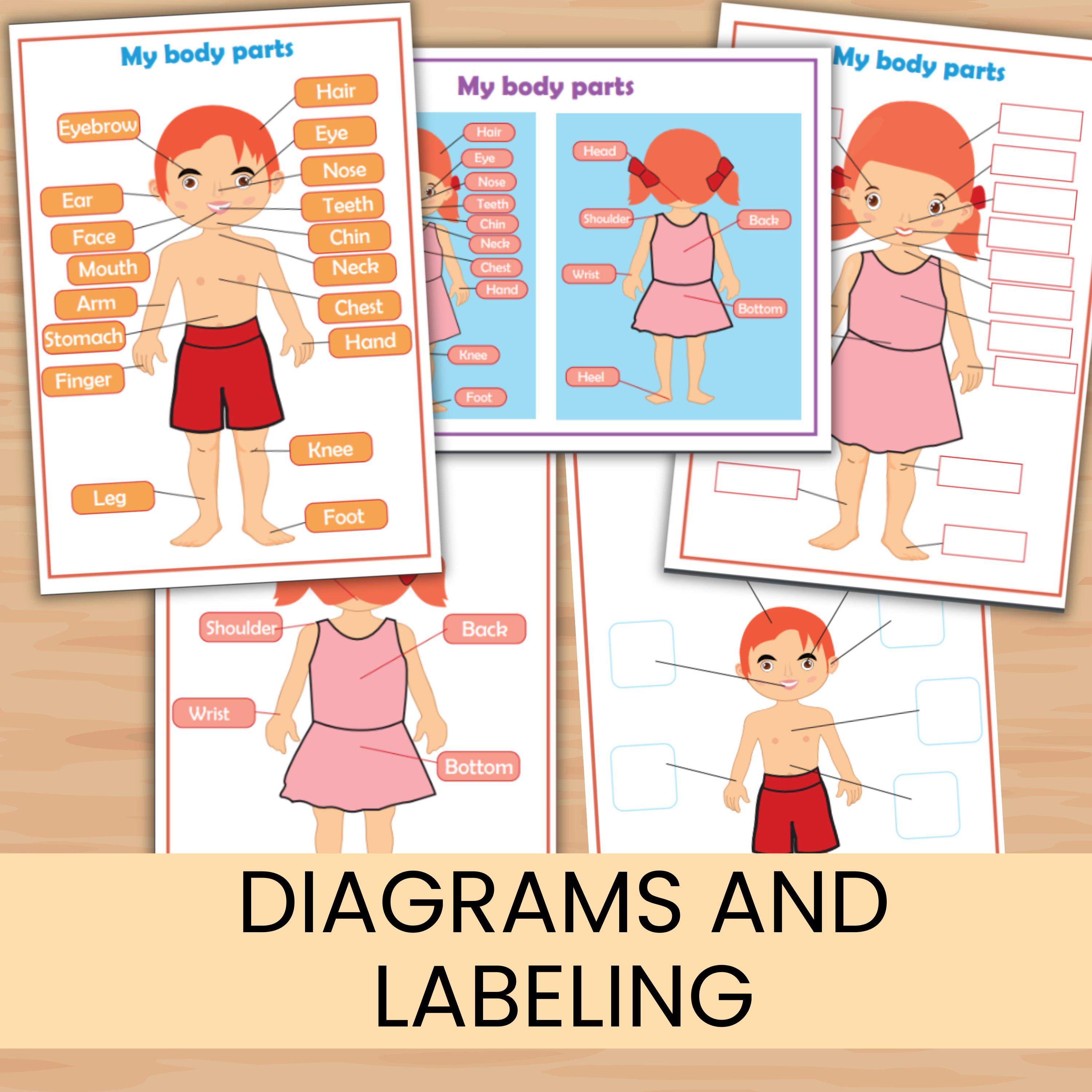 My Body Parts Busy Book: Printable Human Anatomy Learning Folder ...