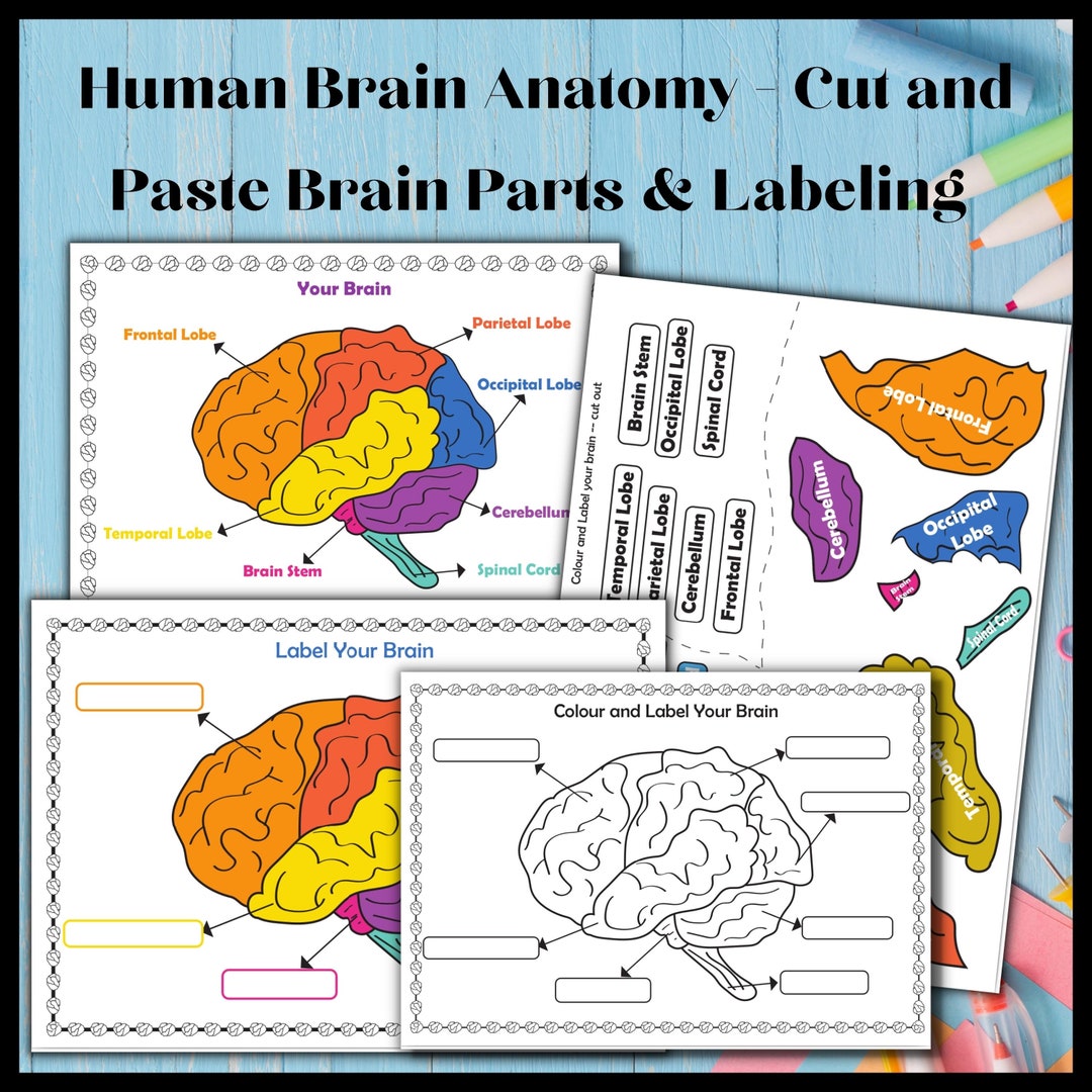 Human Brain Anatomy - Cut and Paste Brain Parts & Labeling Diagram - Etsy