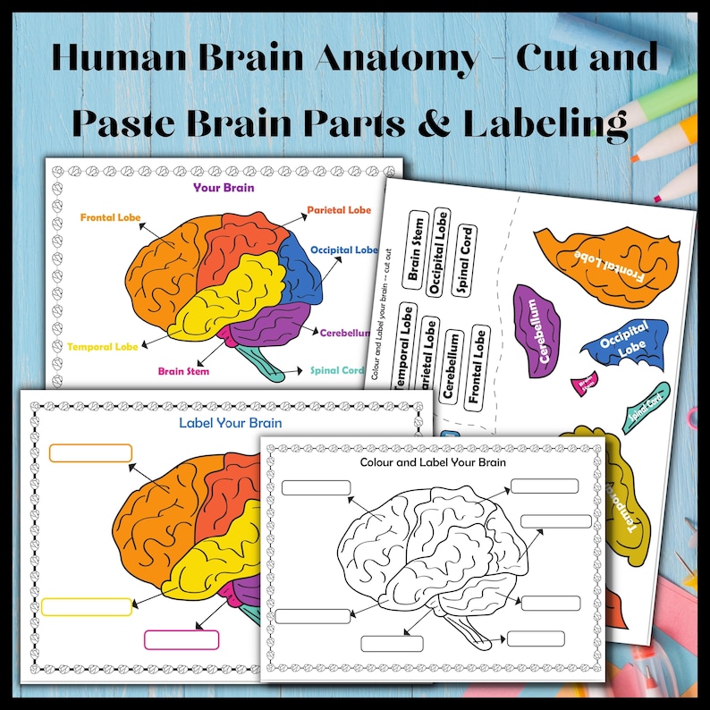 Human Brain Anatomy - Cut and Paste Brain Parts & Labeling Diagram - Etsy