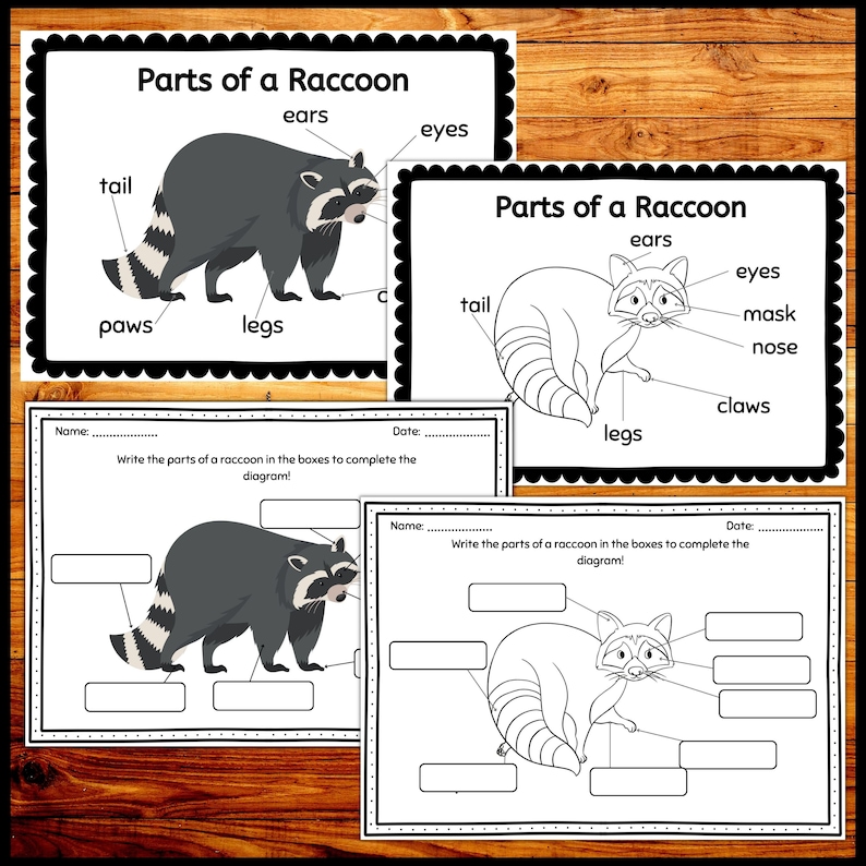 Raccoon Discovery Pack: Engaging Educational Resource for Exploring ...