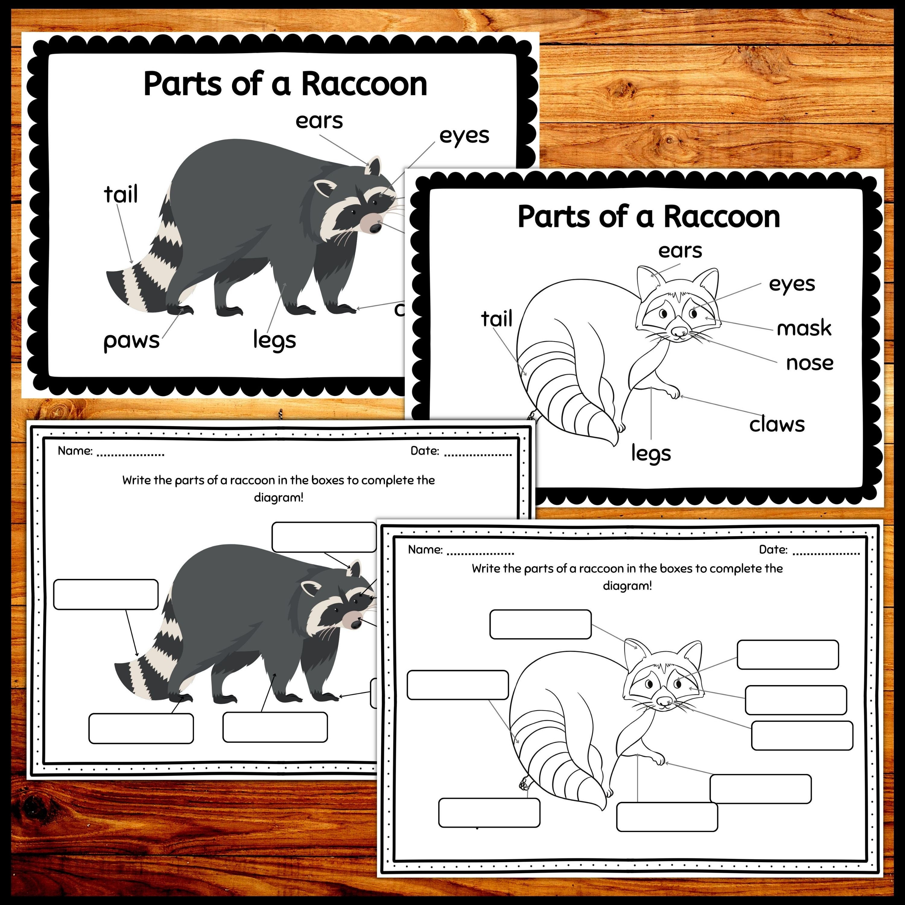 Raccoon Discovery Pack: Engaging Educational Resource for Exploring ...