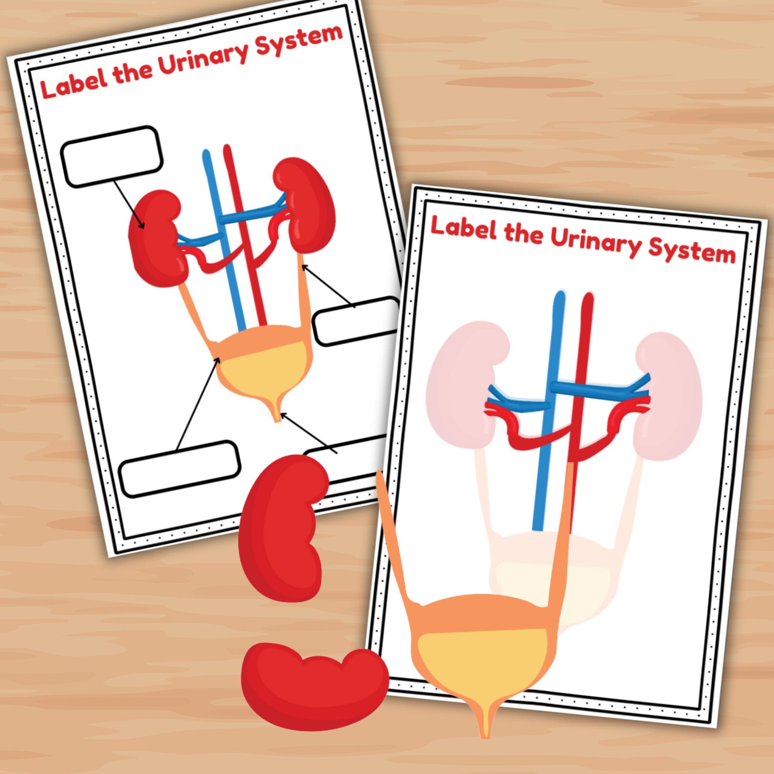 Human Urinary System Anatomy Activity: Cut, Paste & Label (grades K-4 ...