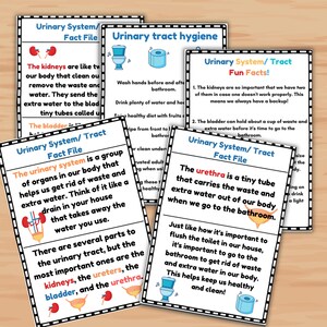 Human Urinary System Anatomy Activity: Cut, Paste & Label (grades K-4 ...