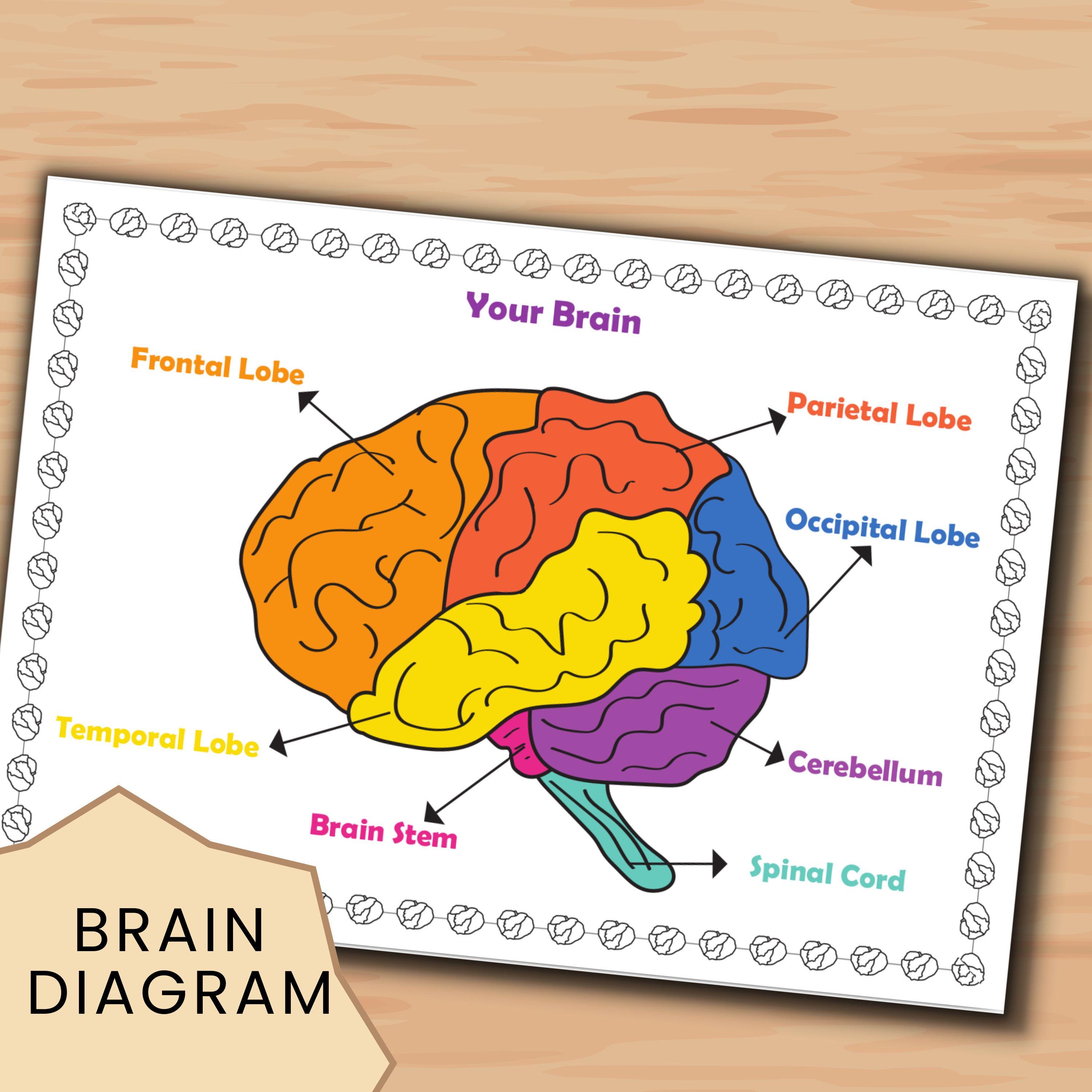 Brain Anatomy Cut and Paste Activity | Human Brain Labeling Worksheets ...