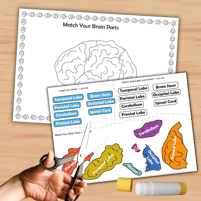 Brain Anatomy Cut and Paste Activity | Human Brain Labeling Worksheets ...