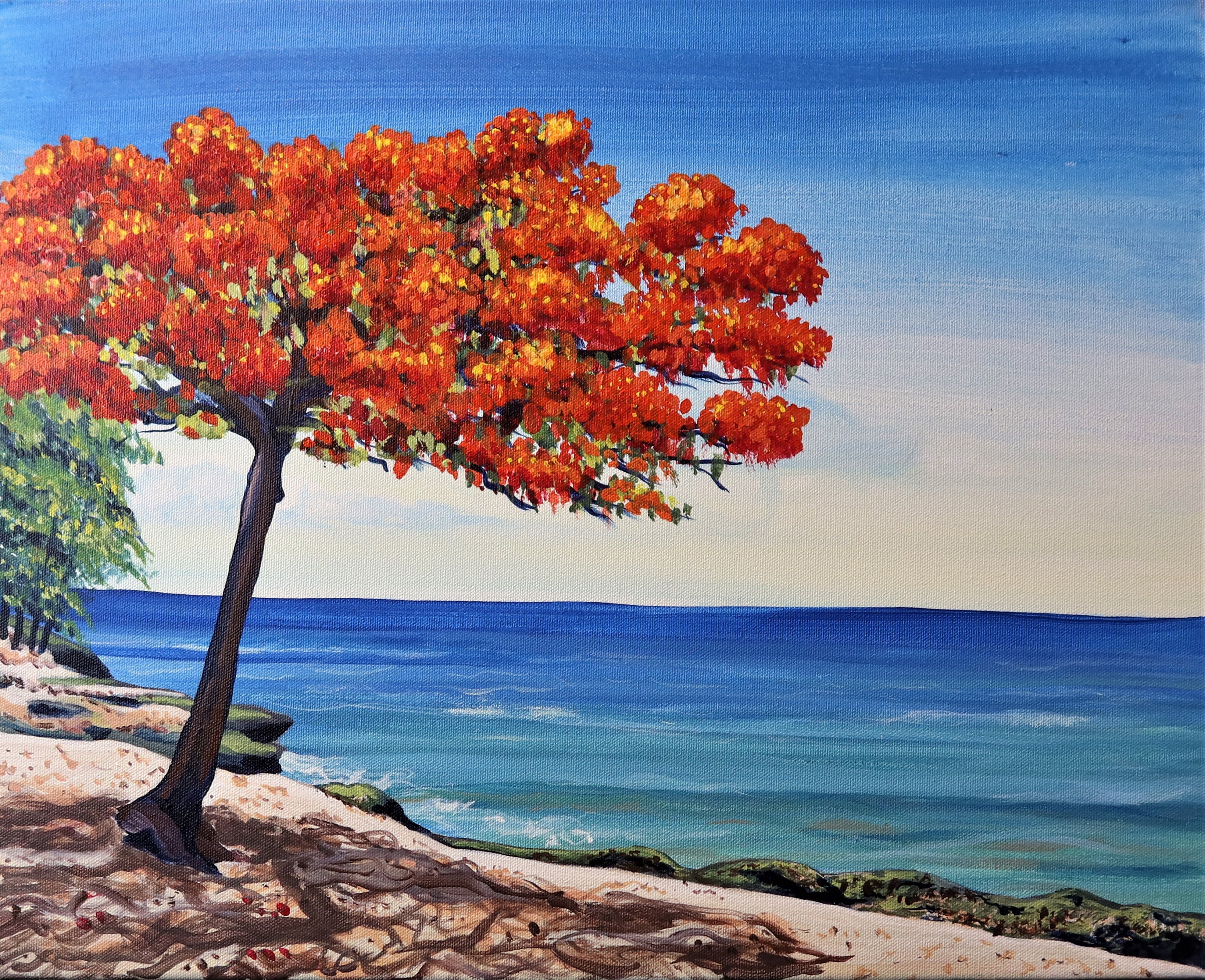 Blue Flamboyant Tree