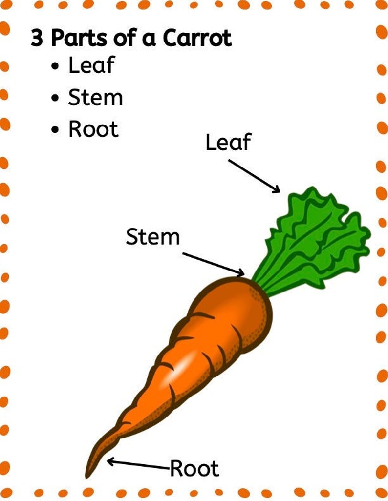 C is for Carrot Preschool Unit - Etsy