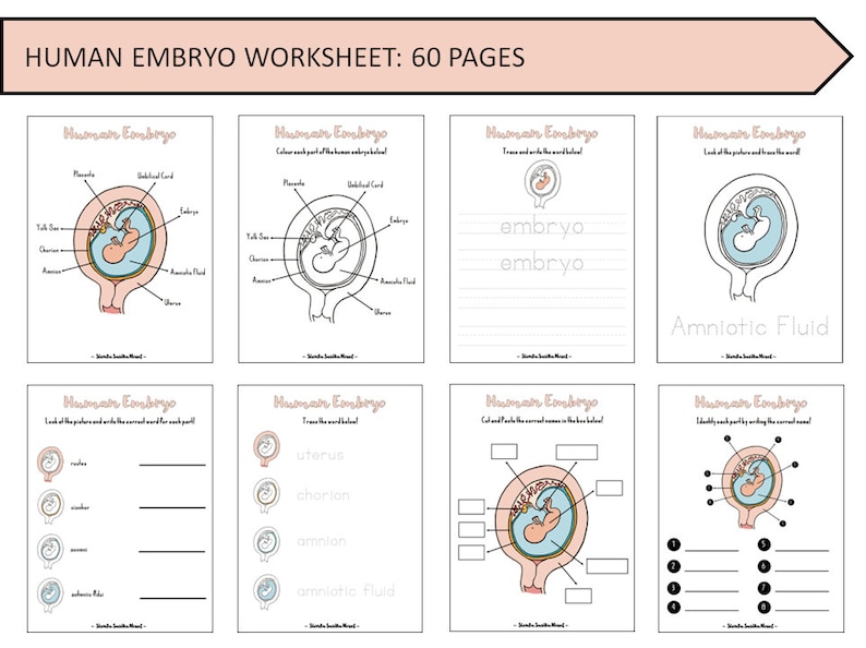 HUMAN EMBRYO: Montessori 3 Parts Card and 60 Pages Worksheet | Human ...
