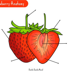 PRESCHOOL: Fruits Anatomy Anatomy Map, Fruits Anatomy Map ...