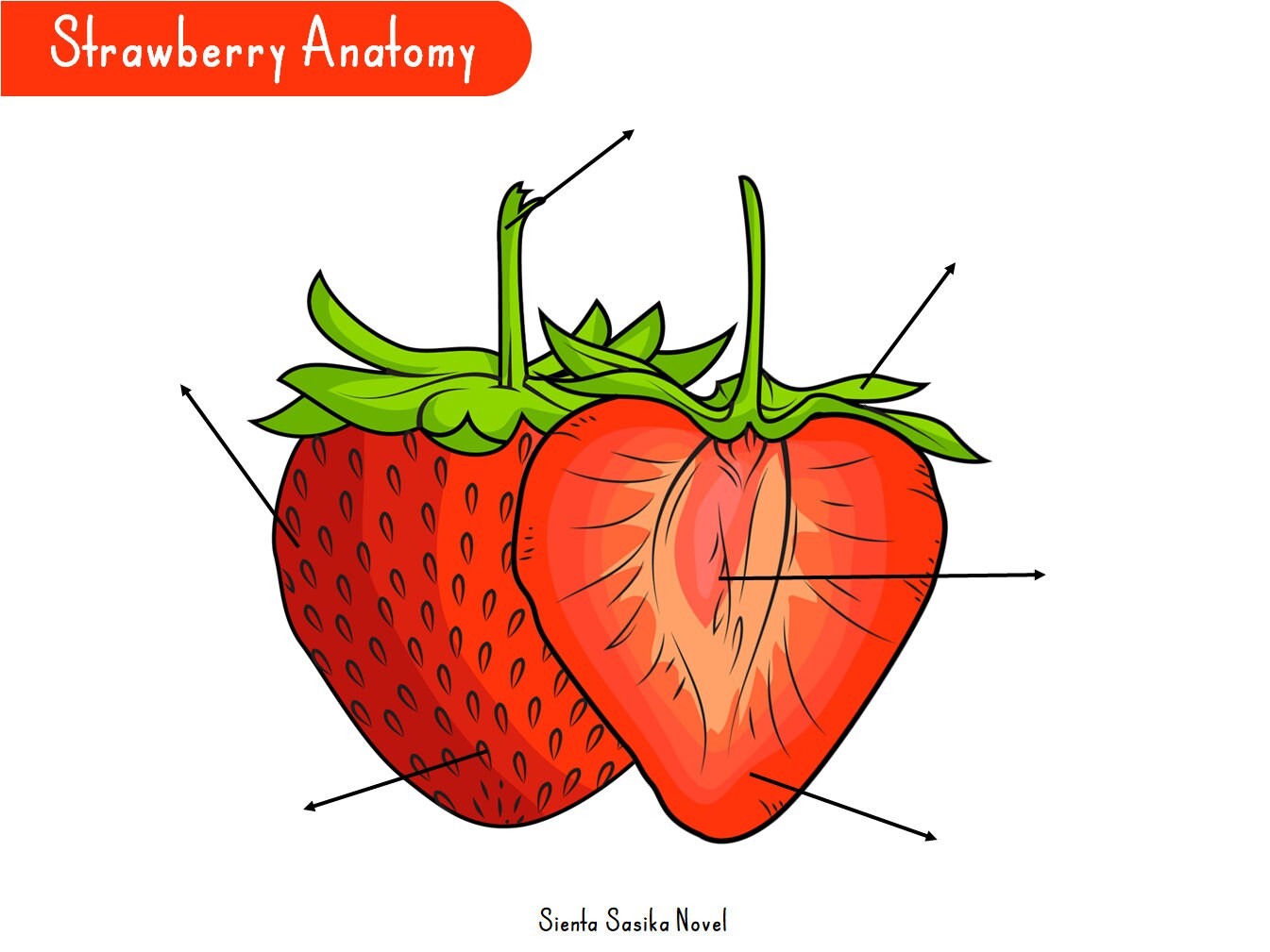 MINI STUDY: Fruits Anatomy Anatomy Map, Fruits Anatomy Map ...