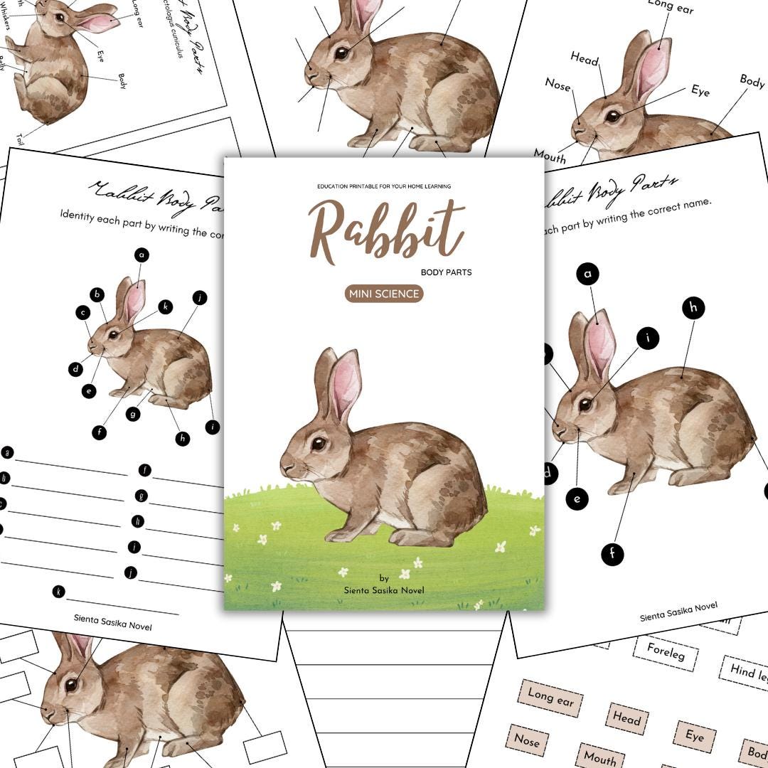 Rabbit Anatomy: Body Parts Learning Printable (PDF) - Etsy