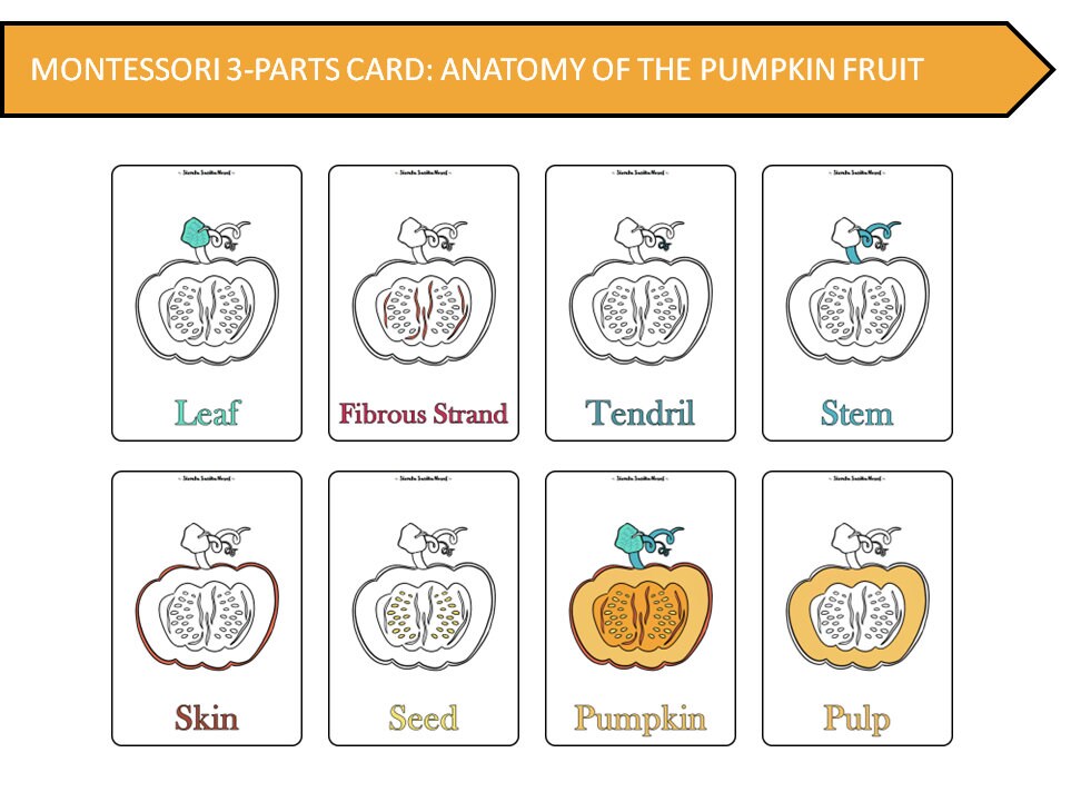 ANATOMY of THE PUMPKIN: Montessori 3 Parts Card and 43 Pages Worksheet ...