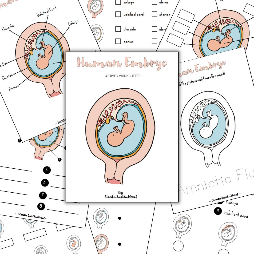 HUMAN EMBRYO: Montessori 3 Parts Card and 60 Pages Worksheet | Human ...